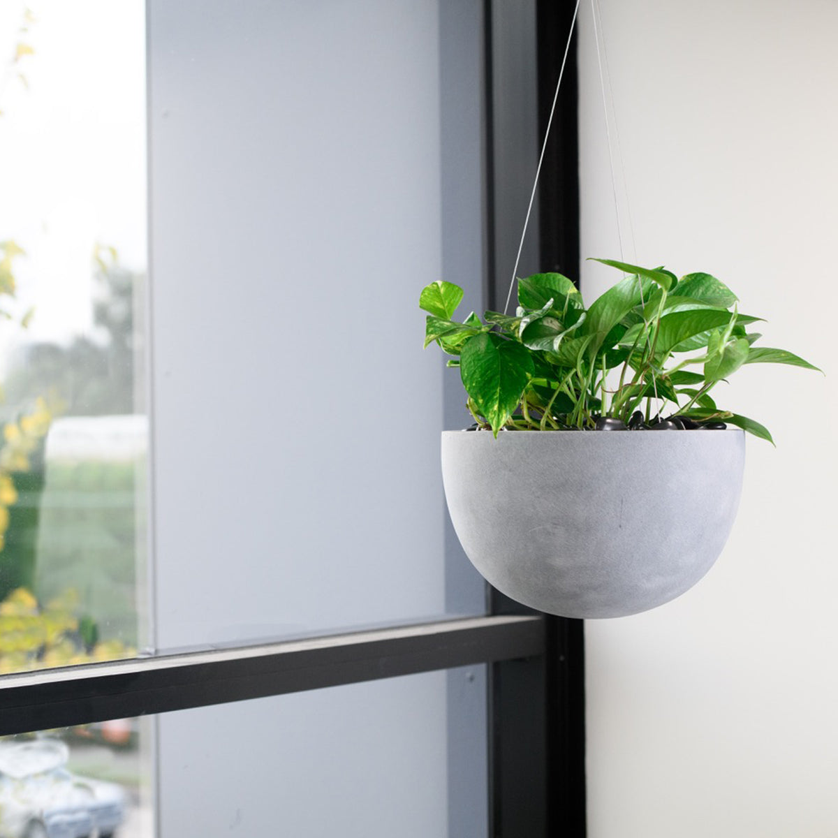Corinda – Ambius Indoor Plants Australia